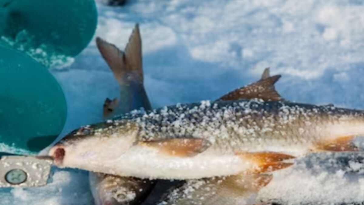 How Fish Survive in Ice-Covered Lakes - News18