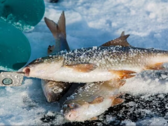 How Fish Survive in Ice-Covered Lakes - News18