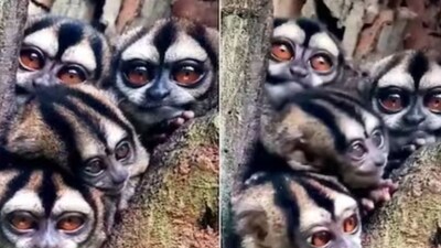 Meet The Only Nocturnal Monkey Species In The World | Viral News - News18