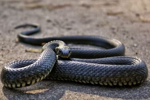 Snakes Can Hear Despite Lack Of Visible Ears, Says Study - News18