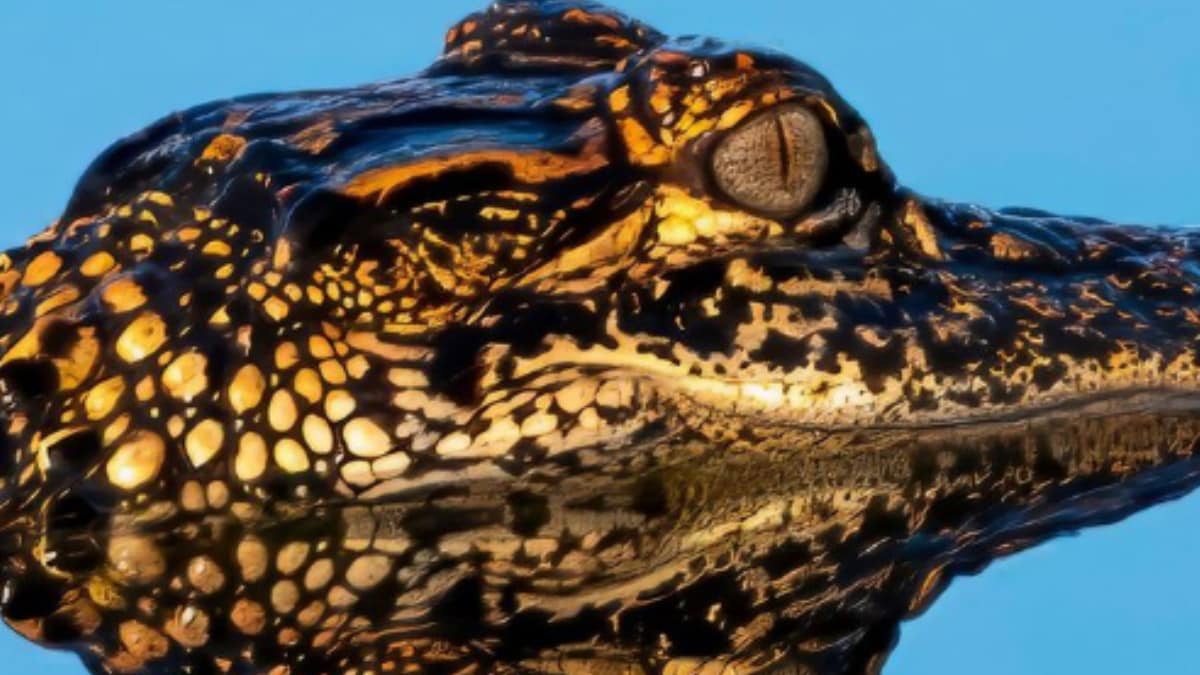 In A Deadly Alligator Vs Python Face-off In Florida, The Winner Is ...