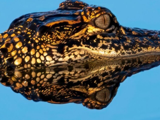 In A Deadly Alligator Vs Python Face-off In Florida, The Winner Is ...