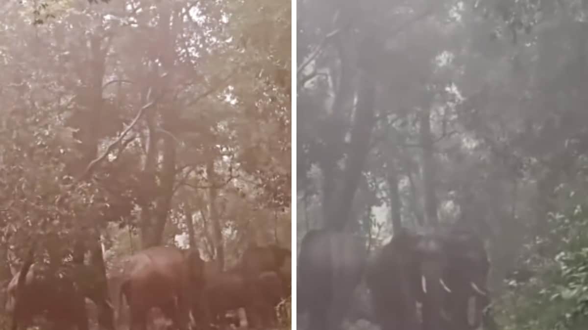 Wildlife Enthusiast Narrates Horrifying Encounter With Elephants ...