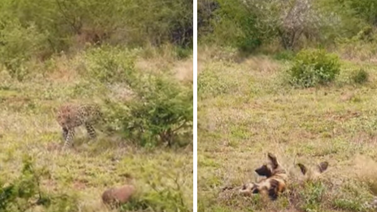 It's Leopard Vs Wild Dogs - Guess Who Won The Nail-Biting Battle? - News18