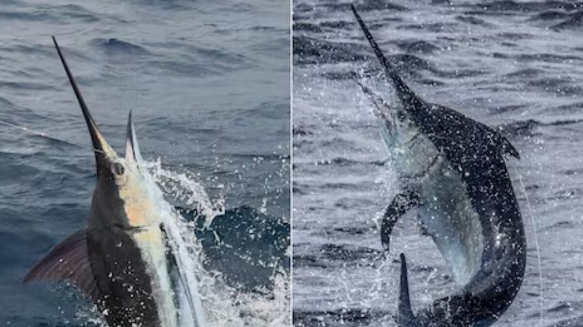 Watch: Black Marlin Fish Swims At The Speed Of A Racing Car - News18