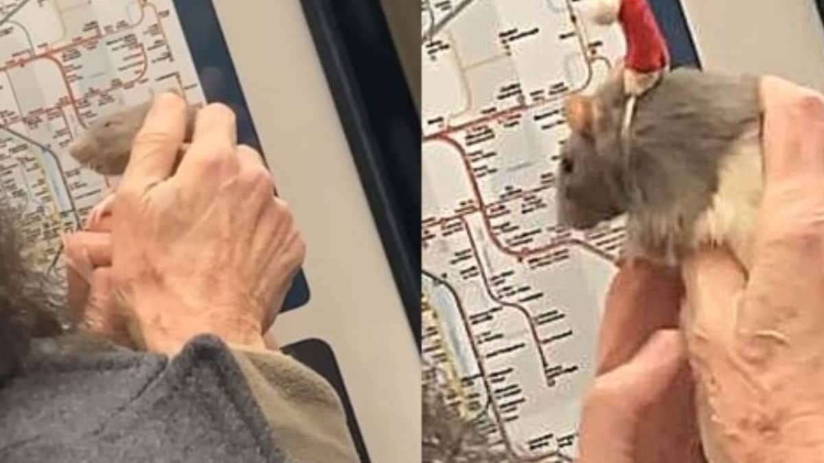 Watch: Elderly Man Takes His Pet Rat Out For A Train Ride On Christmas ...