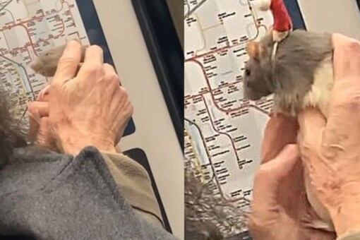 Watch: Elderly Man Takes His Pet Rat Out For A Train Ride On Christmas ...