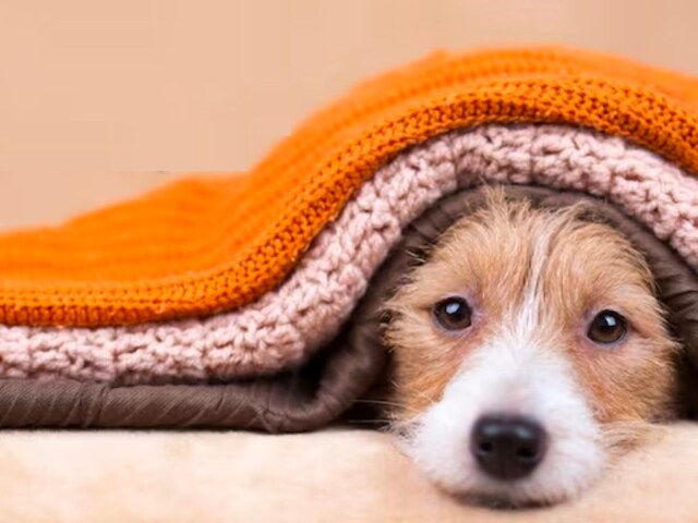 5 Tips For Keeping Pets Warm And Healthy During The Winter - News18
