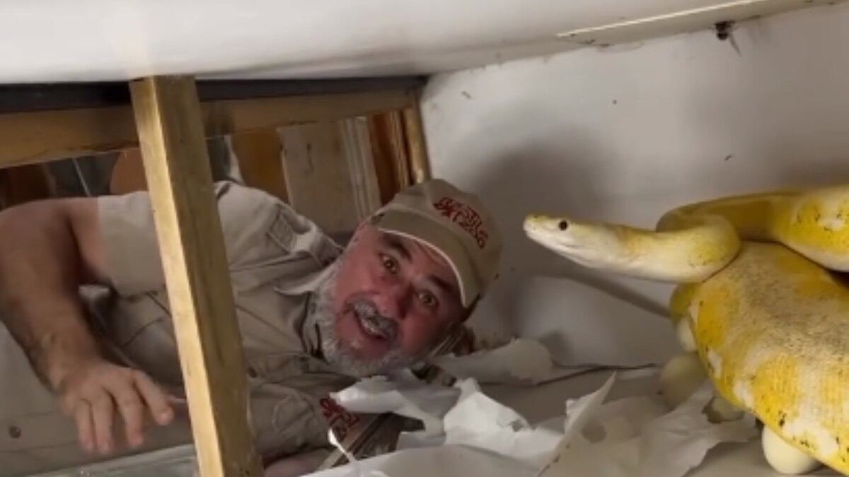 Bone-Chilling: Mama Snake Attacks Zookeeper As He Tries To Touch The ...