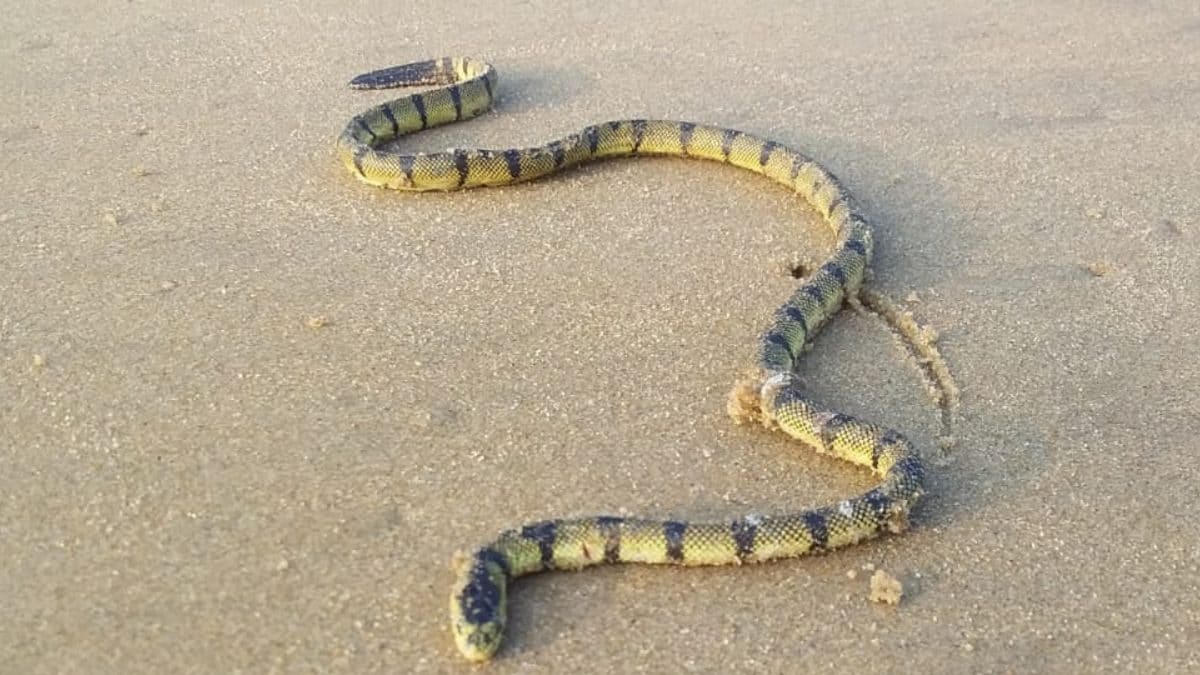 Vizag Fisherman Finds Rare Venomous Snake at Sagar Nagar Beach ...