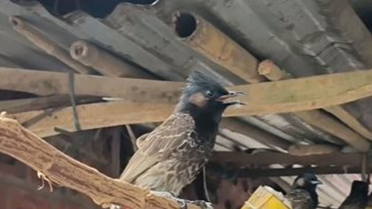 400-years-old Traditional Bulbul Fight Is Back in Assam This Magh Bihu ...