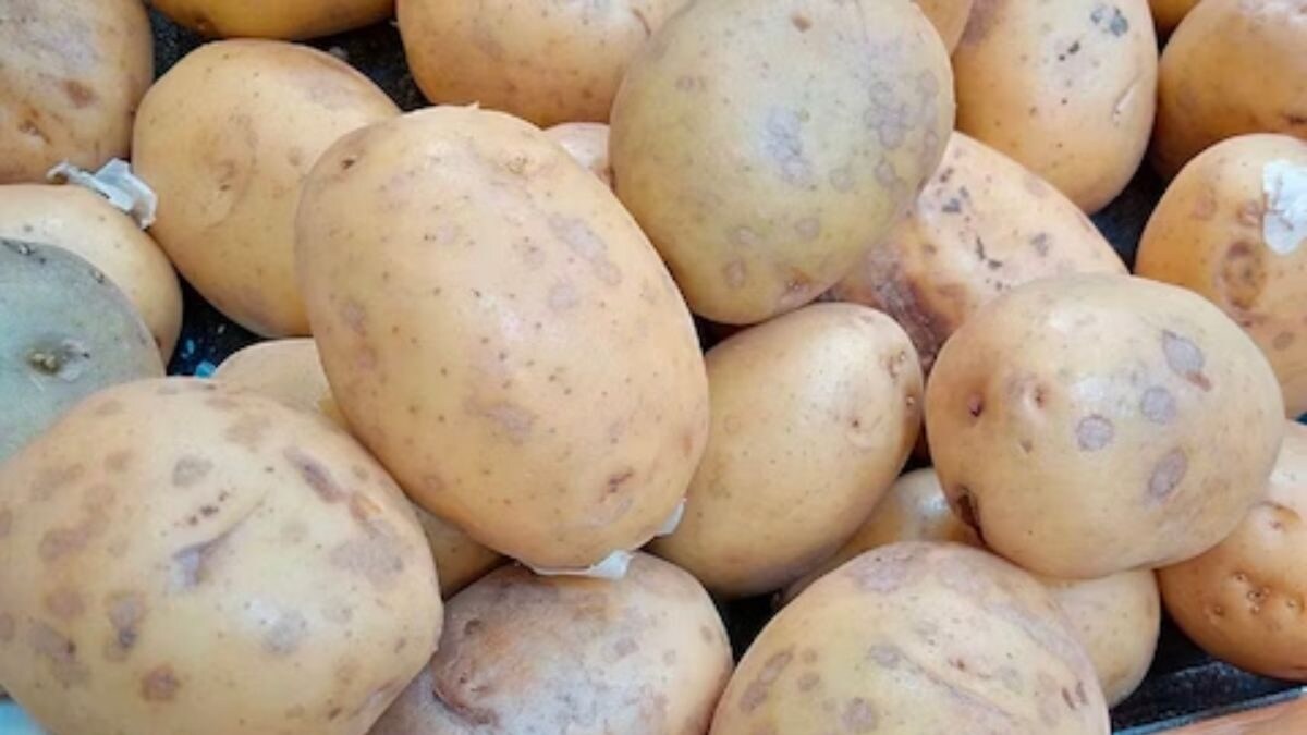 Researchers Discover New Bacterial Pathogen Strains In Pennsylvania's ...