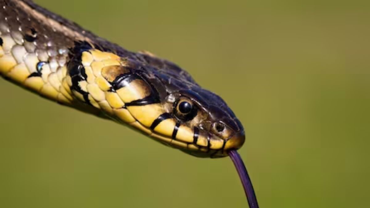 Explained: Why Snakes Frequently Flick Their Tongues - News18