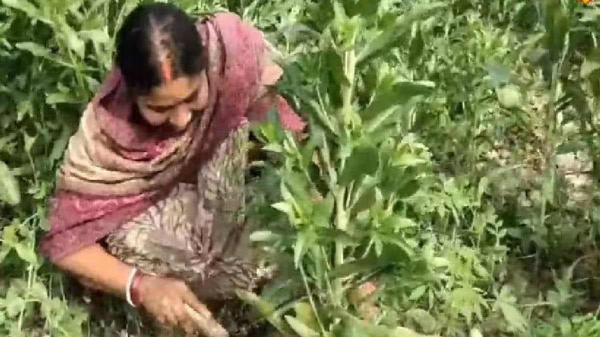 Inspired By TV Show, Bihar Woman Turns To Farming and Earns Rs 5000 Per ...