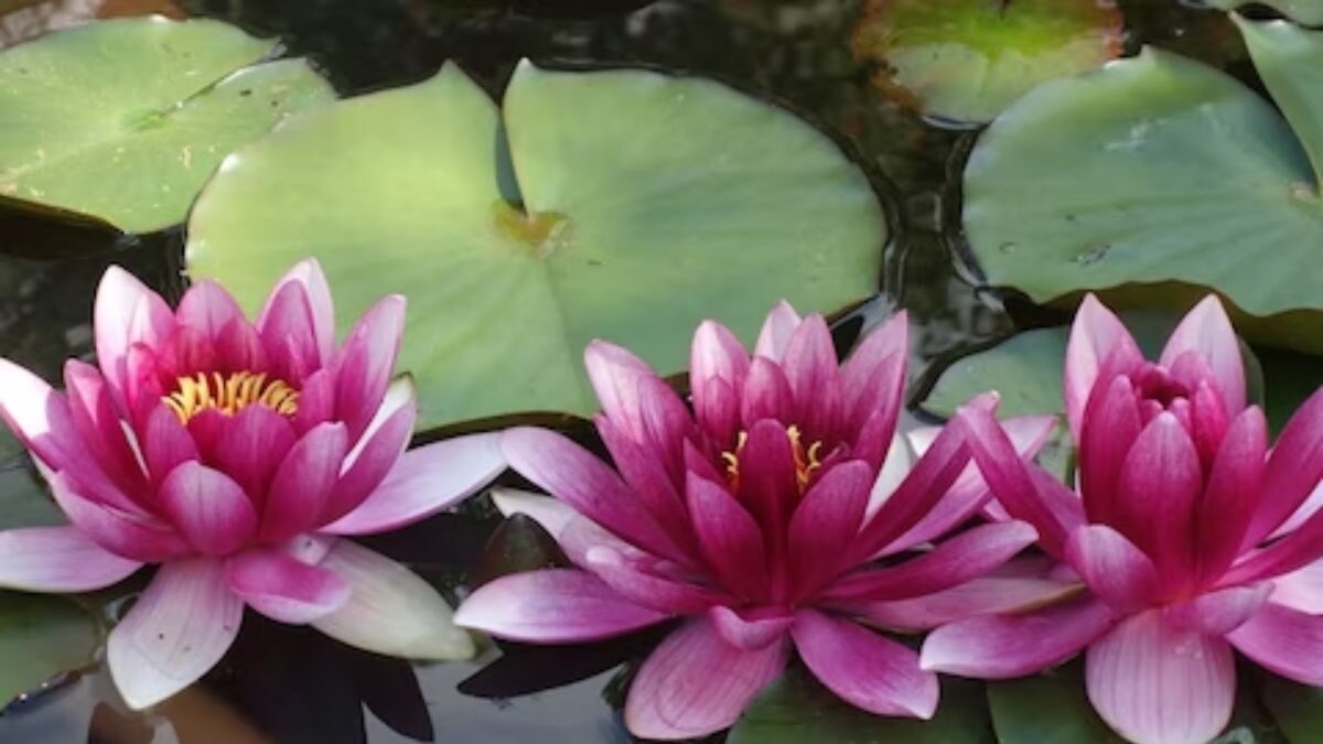 Ponds To Profits, How Cultivating Lotus Can Yield Farmers Higher ...