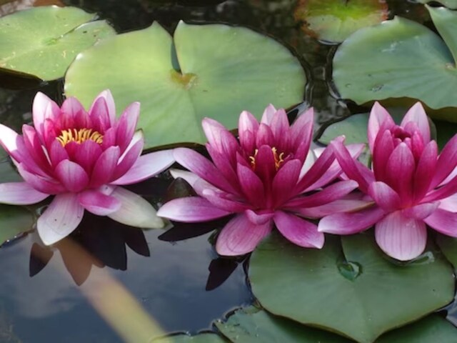 Ponds To Profits, How Cultivating Lotus Can Yield Farmers Higher ...