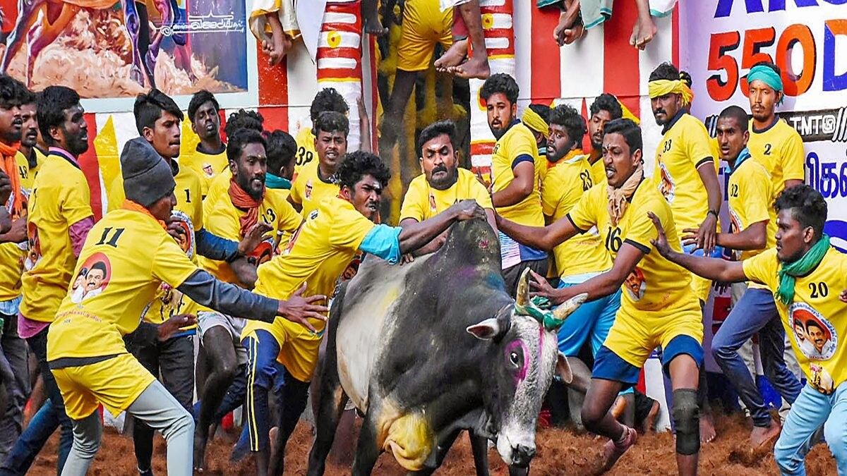 Tamil Nadu: Two Killed By Bulls During Jallikattu Event in Sivaganga ...