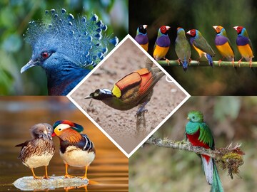 National Birds Day 2024: History, Fun Facts, and Stunning Photos! - News18