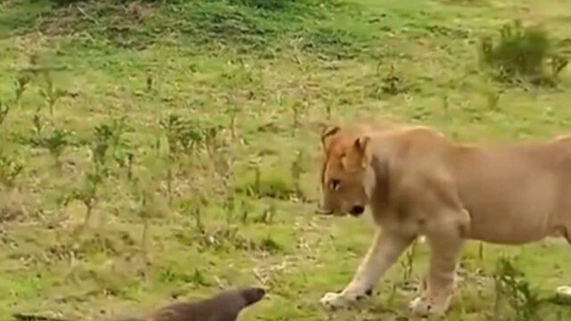 Brave Mongoose Takes On Pack Of Lions, Old Video Goes Viral | Viral ...