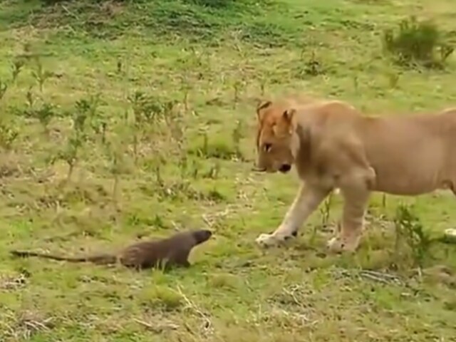 Brave Mongoose Takes On Pack Of Lions, Old Video Goes Viral - News18