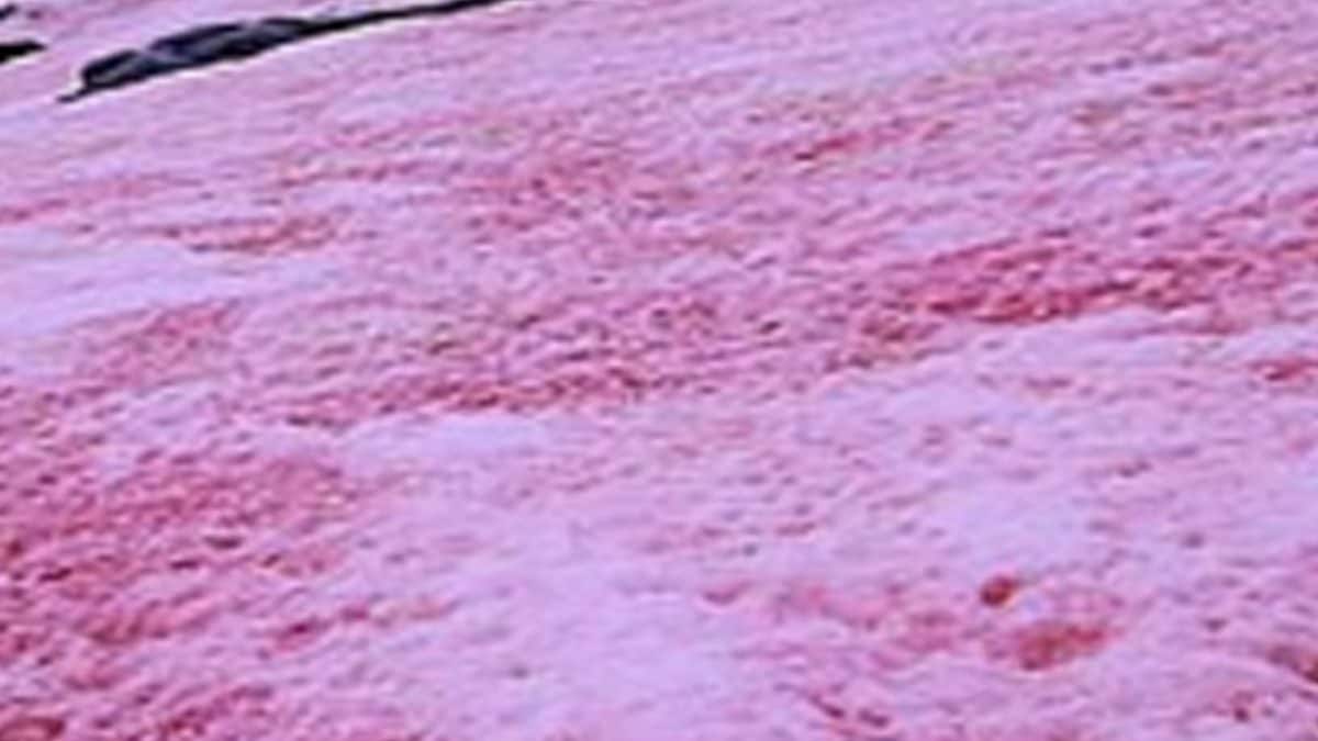 New Study Highlights The Link Between 'Watermelon Snow' And Glacial ...