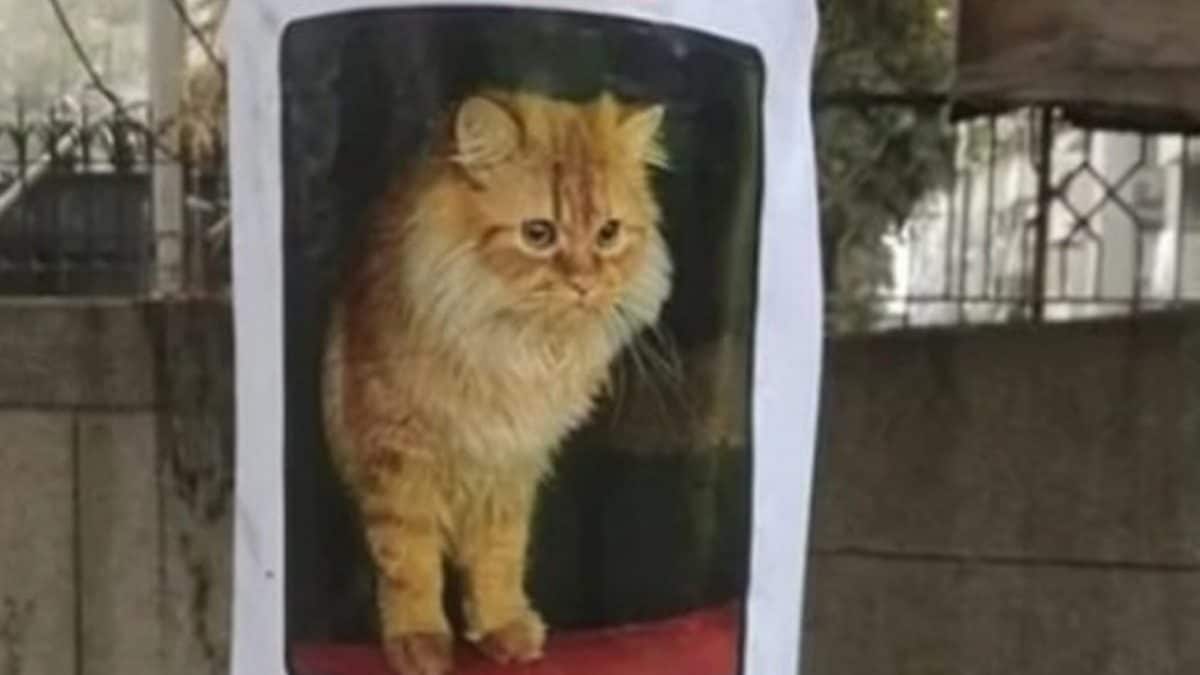 Trending: Find This Missing Persian Cat 'Cheeku' To Win Rs 1 Lakh Award ...