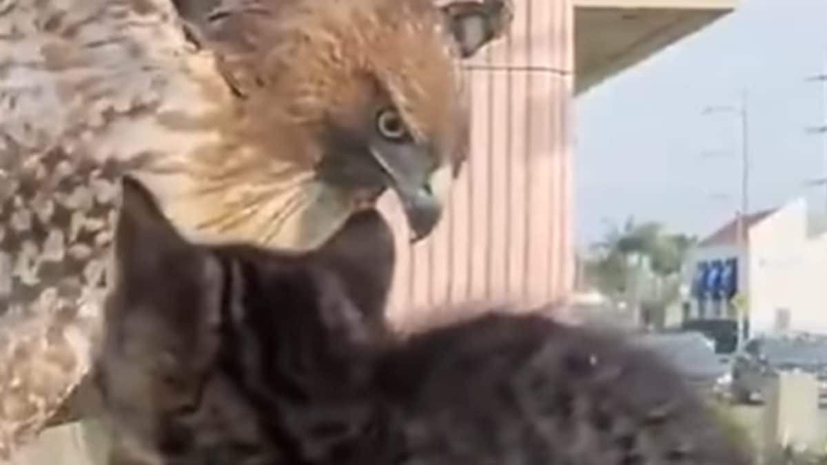 This Eagle Vs Cat Video Has 20 Million Views | Viral News - News18