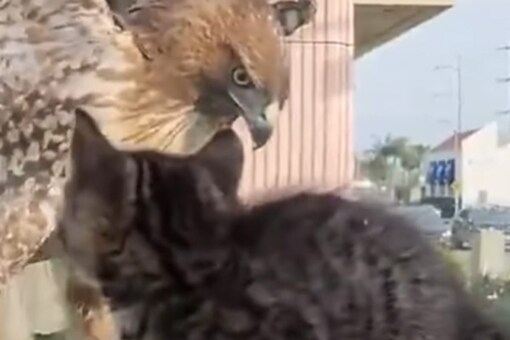 This Eagle Vs Cat Video Has 20 Million Views - News18