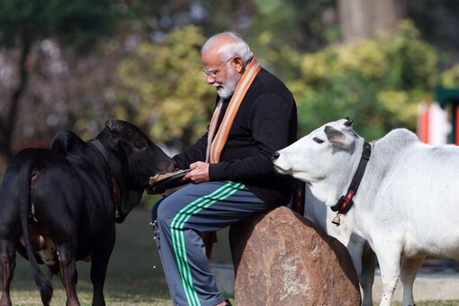 PM Modi Feeds Punganur Cows On Makar Sankranti, Here's Why You Should ...