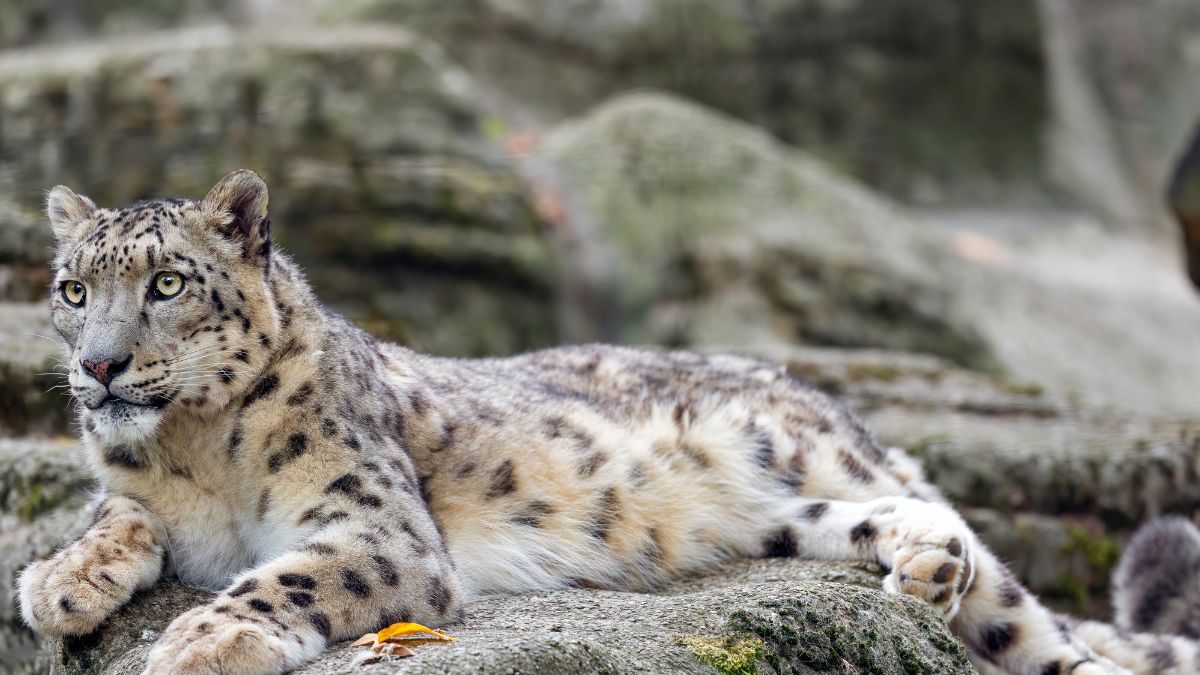 718 Snow Leopards Inhabit India, Reveals First-Ever Scientific Estimate, Ladakh & Himachal's ...