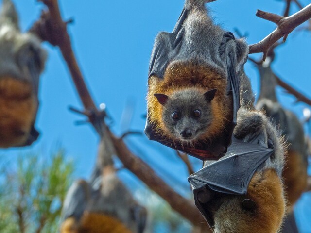 Researchers Find New Virus in Thailand in Bat Faeces Which Is Used by ...