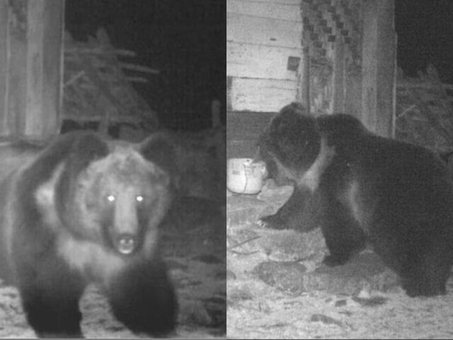 India's First-ever Tibetan Brown Bear Spotted in North Sikkim, IFS ...