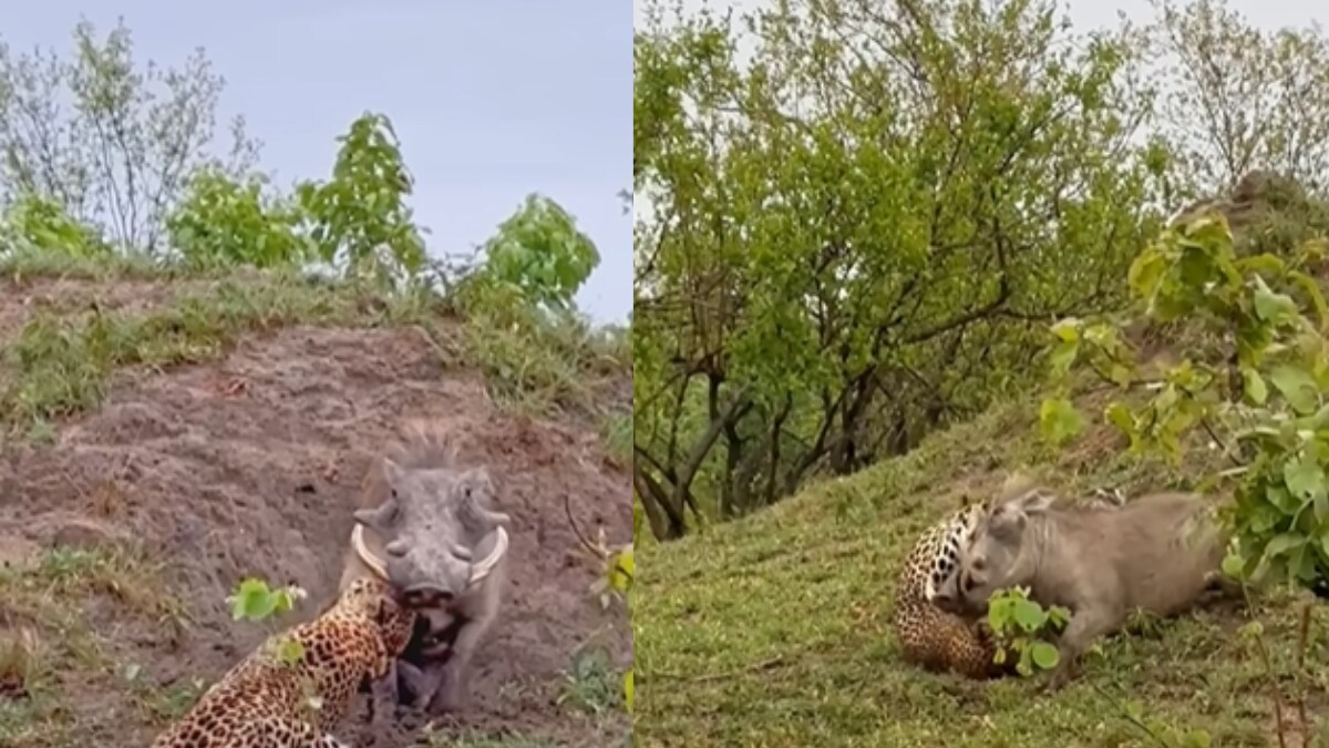 Watch: Warthog Escapes Leopard's Clutches In Epic Jungle Fight - News18