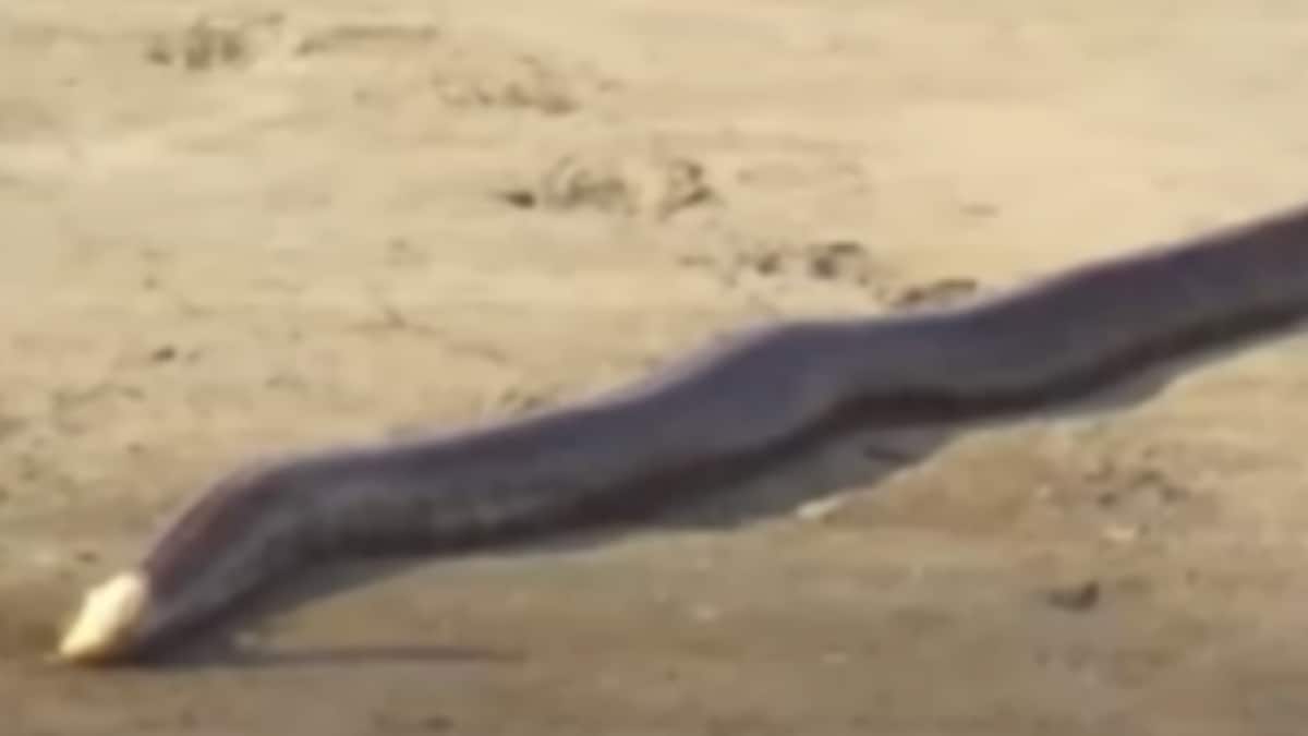 This Video Of 15-Foot-Long Snake At Kaziranga National Park Is Spooky ...