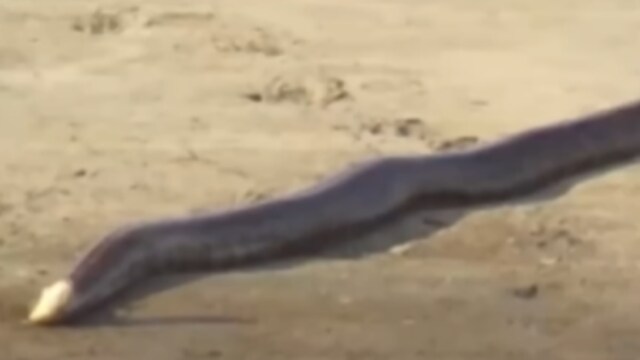 This Video Of 15-Foot-Long Snake At Kaziranga National Park Is Spooky ...