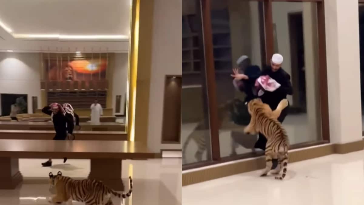 Watch: Pet Tiger Chases Dubai Man In Lavish Home | Viral News - News18