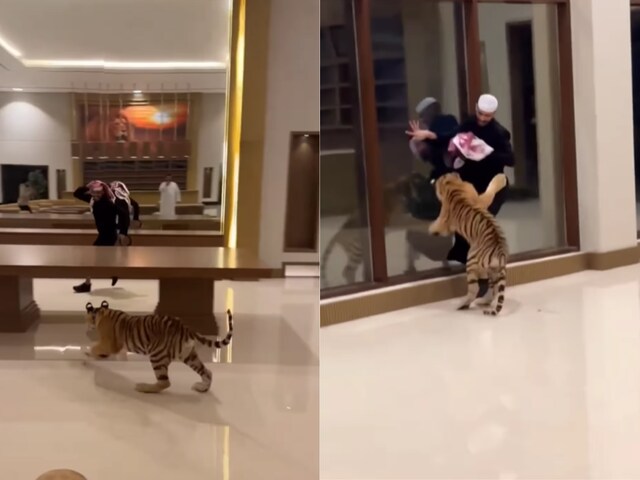 Watch: Pet Tiger Chases Dubai Man In Lavish Home - News18