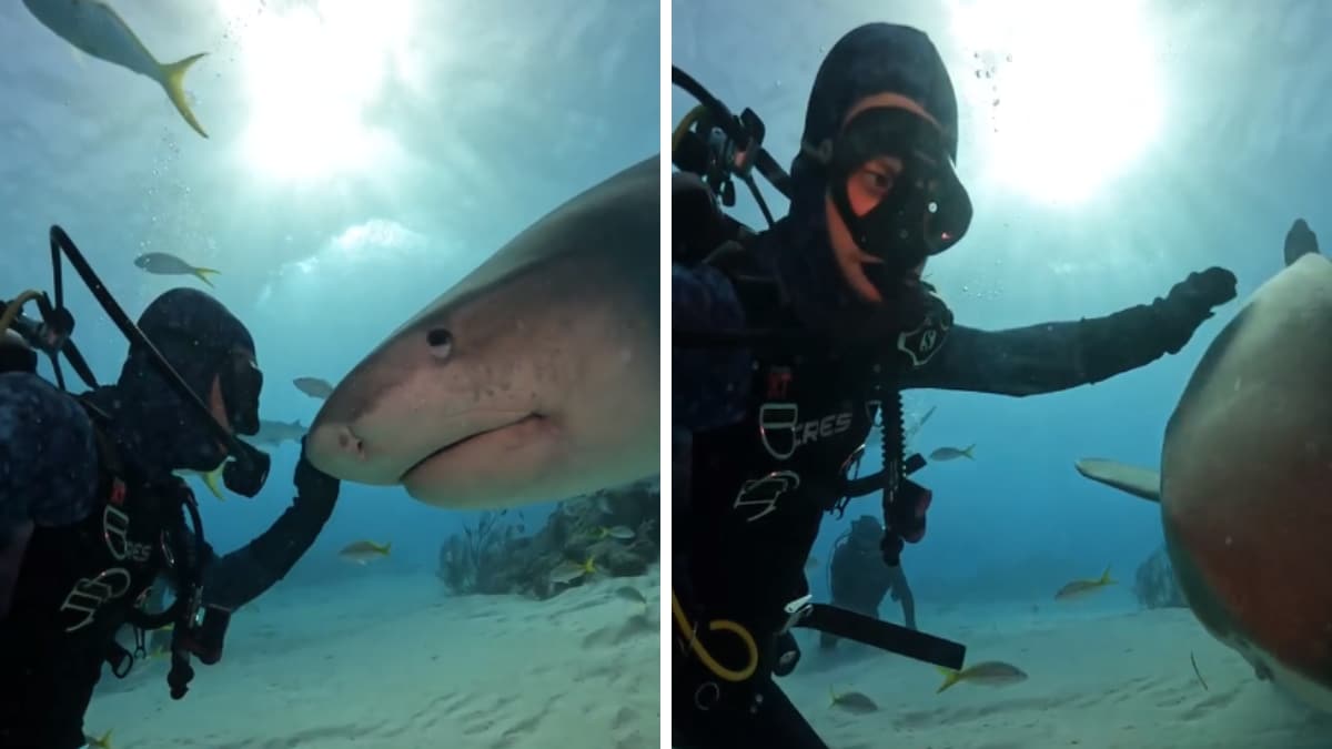 Diver Reunites With Shark He Has Known For 4 Hours In This Beautiful ...