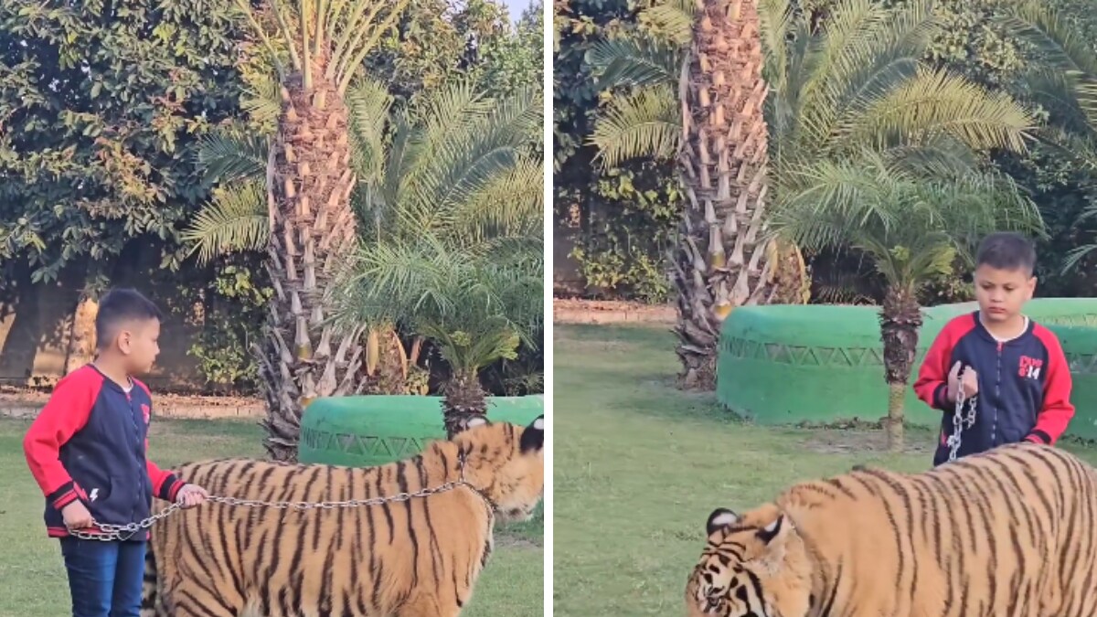 Watch: Boy Takes Chained Tiger For A Walk And Then This Happened ...