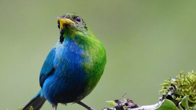 Extremely Rare 'Half Male, Half Female' Bird Spotted For The First Time ...