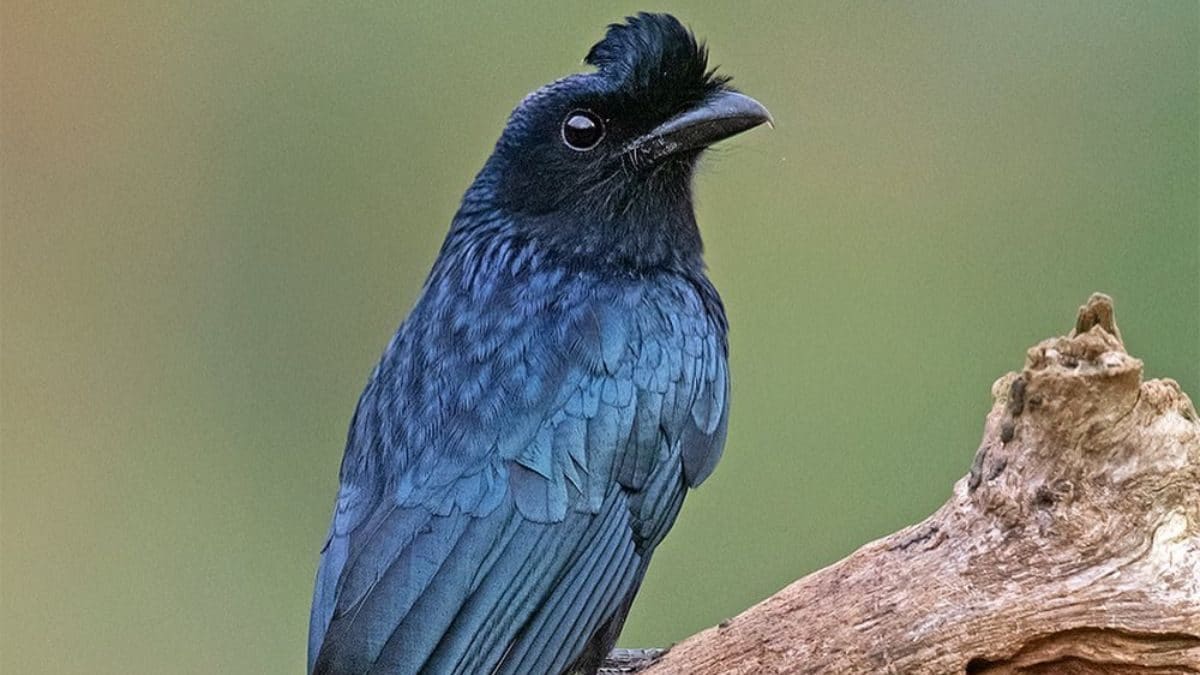 This Bird, Referred To As Kotwal In India, Can Perfectly Mimic 40 Other ...