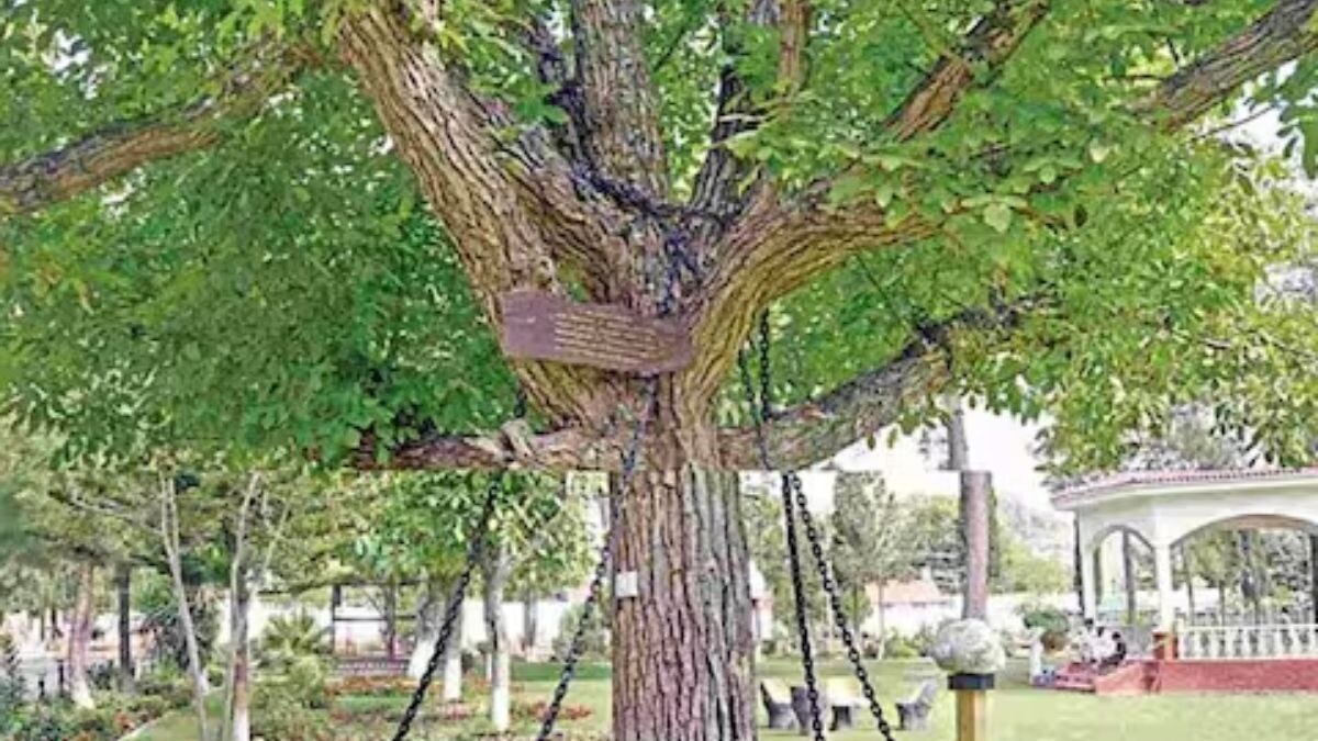 In Pakistan’s Peshawar, This Tree Arrested 125 Years Ago Still Shackled ...