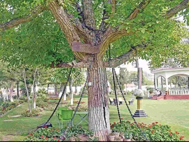 In Pakistan’s Peshawar, This Tree Arrested 125 Years Ago Still Shackled ...