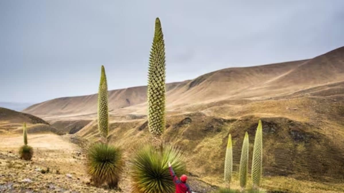 This Rare, Giant Plant, Found In The Mountains Of Peru And Bolivia ...