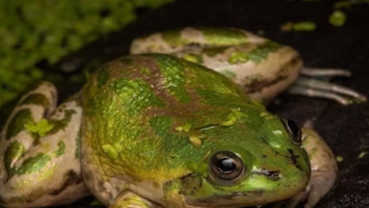 Why The Paradoxical Frog Species Shrinks In Height As It Grows Older ...