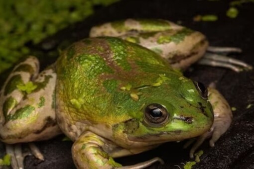 Why The Paradoxical Frog Species Shrinks In Height As It Grows Older ...