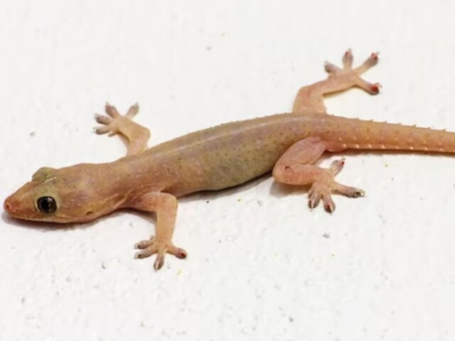 Did A Lizard Just Fall On You? This Is What It May Signify - News18