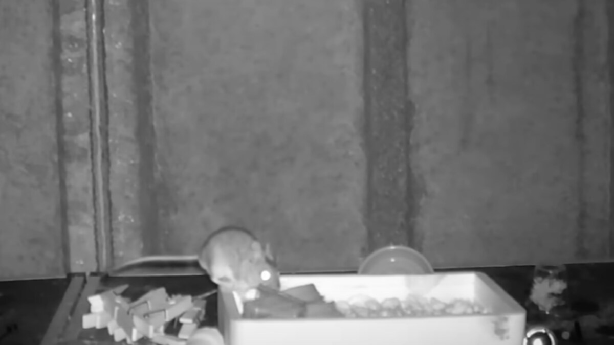 Mouse With OCD? Video Shows Rodent Cleaning Up Man's Shed | Viral News ...