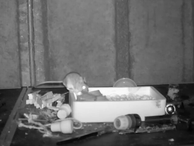 Mouse With OCD? Video Shows Rodent Cleaning Up Man's Shed - News18
