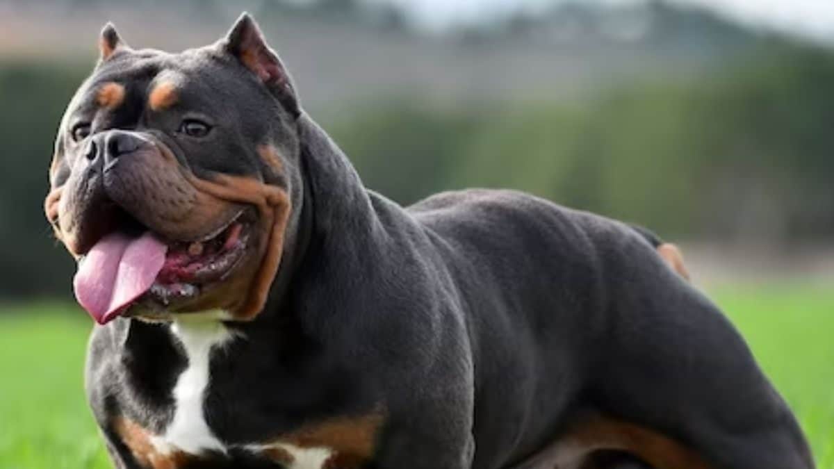 This Dog Breed Is Infamous For Their Powerful Bite That Can Break Human ...